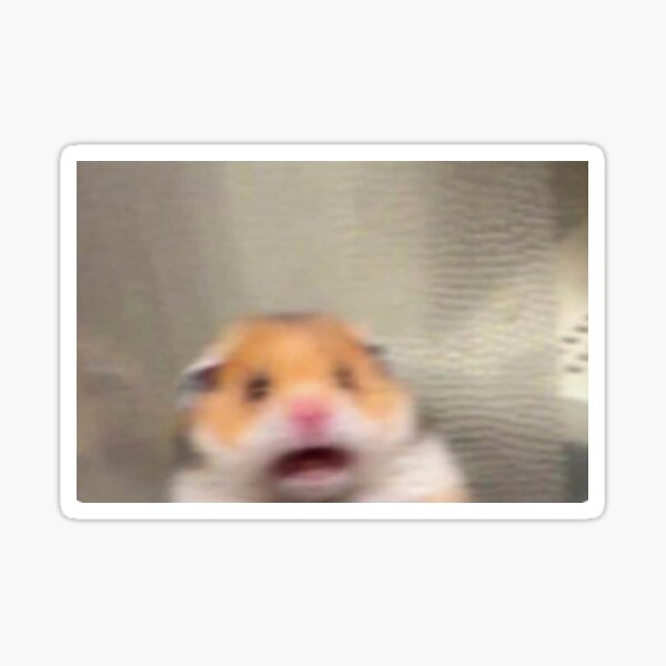 "Scared Hamster Meme" Sticker for Sale by Qtroise | Redbubble