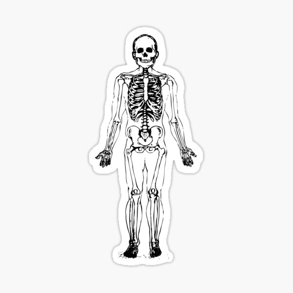 Skeletal Anatomy die cut sticker~item#40 Art & Collectibles Drawing ...