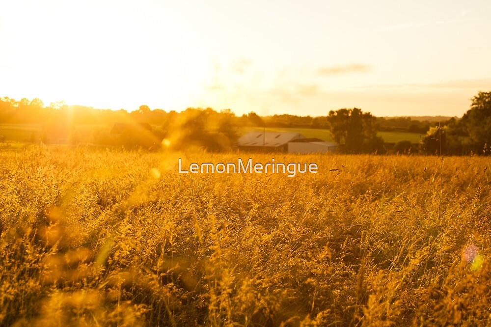 "Warm, golden sunset over farm field " by LemonMeringue | Redbubble
