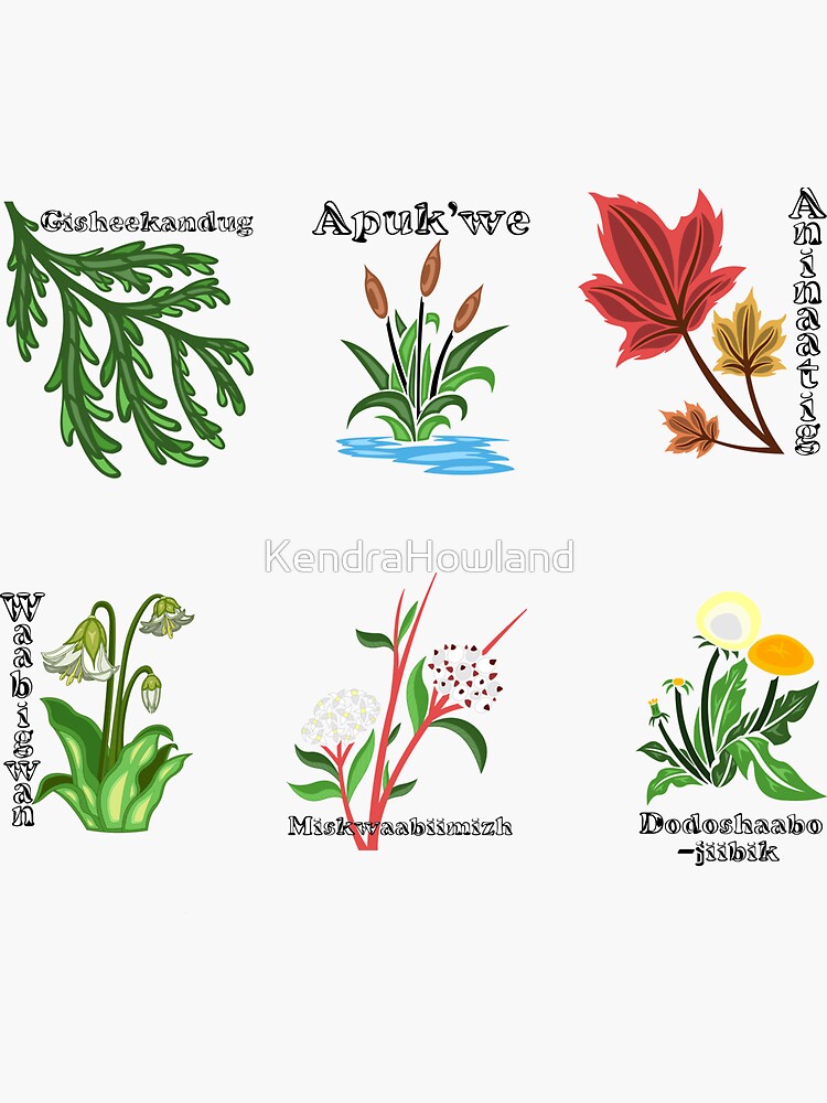"Ojibwe Plant 01 " Sticker for Sale by KendraHowland | Redbubble