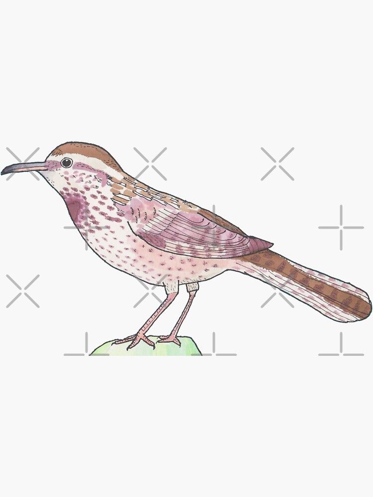"Cactus Wren bird species watercolor art" Sticker for Sale by ...