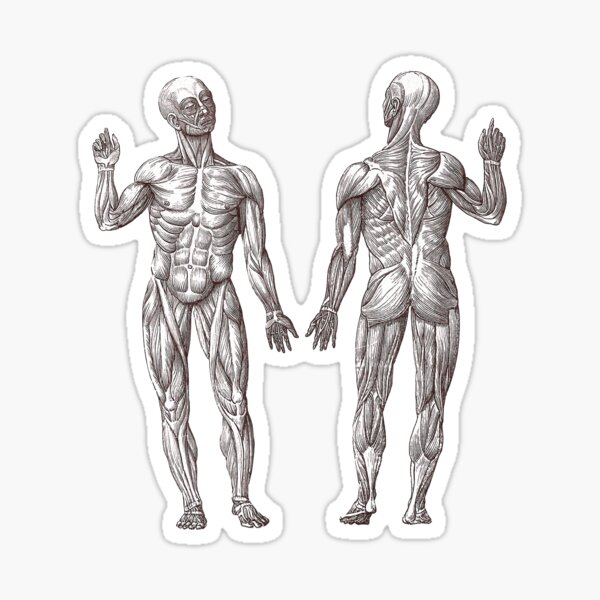 "Muscle Men Fitness Addict" Sticker by AntiqueImages | Redbubble