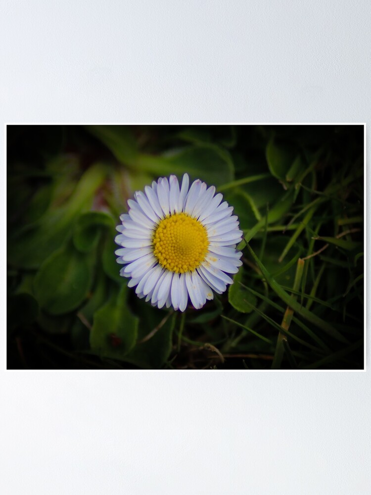"Daisy" Poster by Lilulu-photos | Redbubble