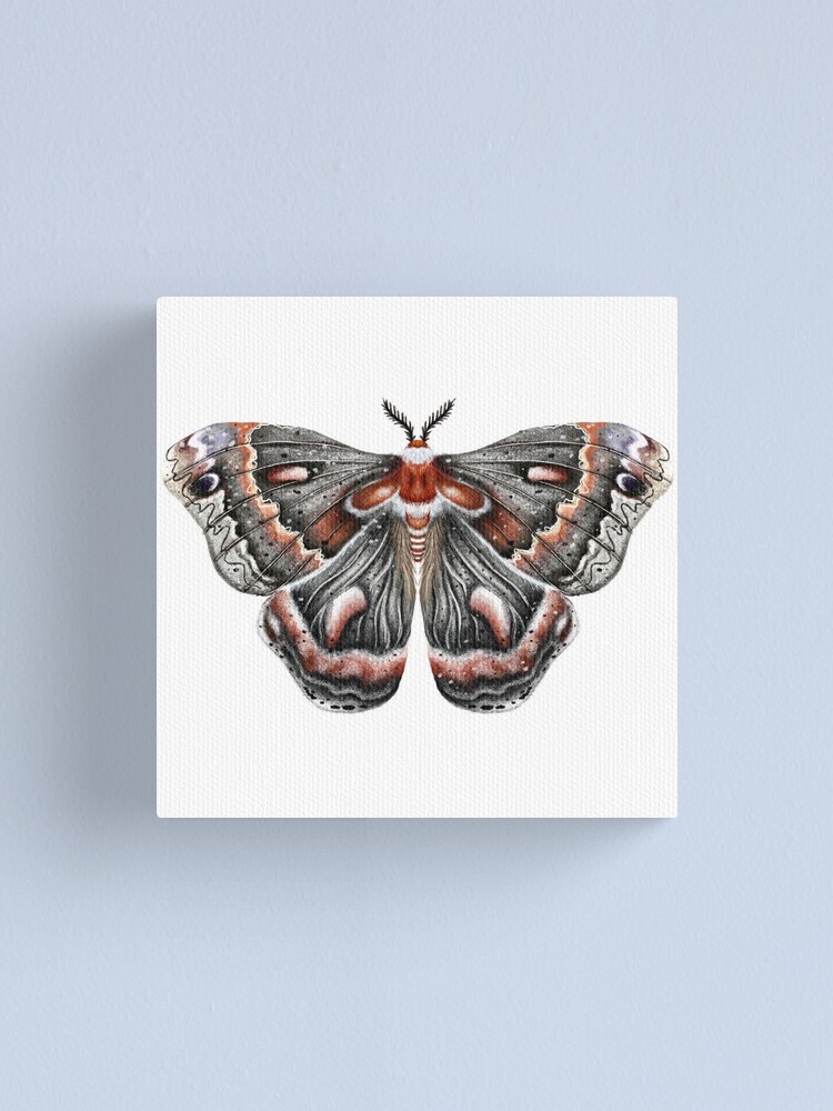 "Moth Illustration | Moth | Insect | Butterfly | Drawing | Illustration ...