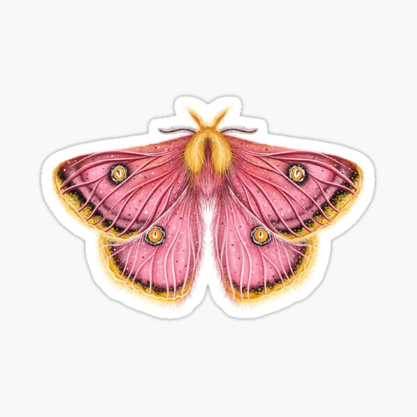 "Moth Illustration | Moth | Insect | Butterfly | Drawing | Illustration ...
