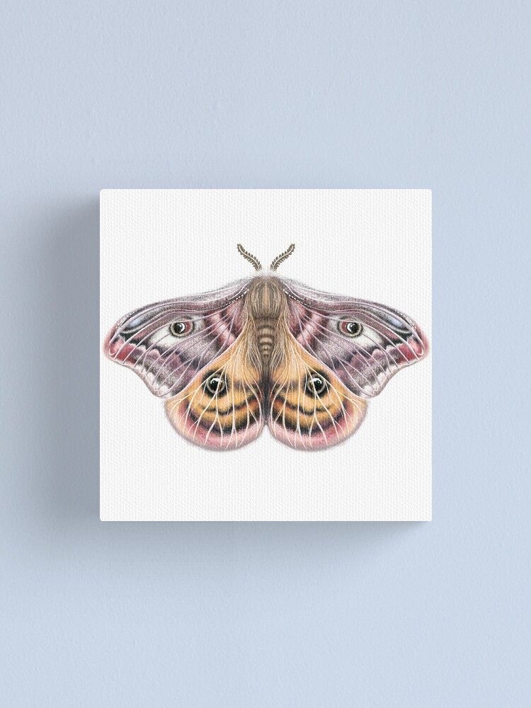 "Moth Illustration | Moth | Insect | Butterfly | Drawing | Illustration ...