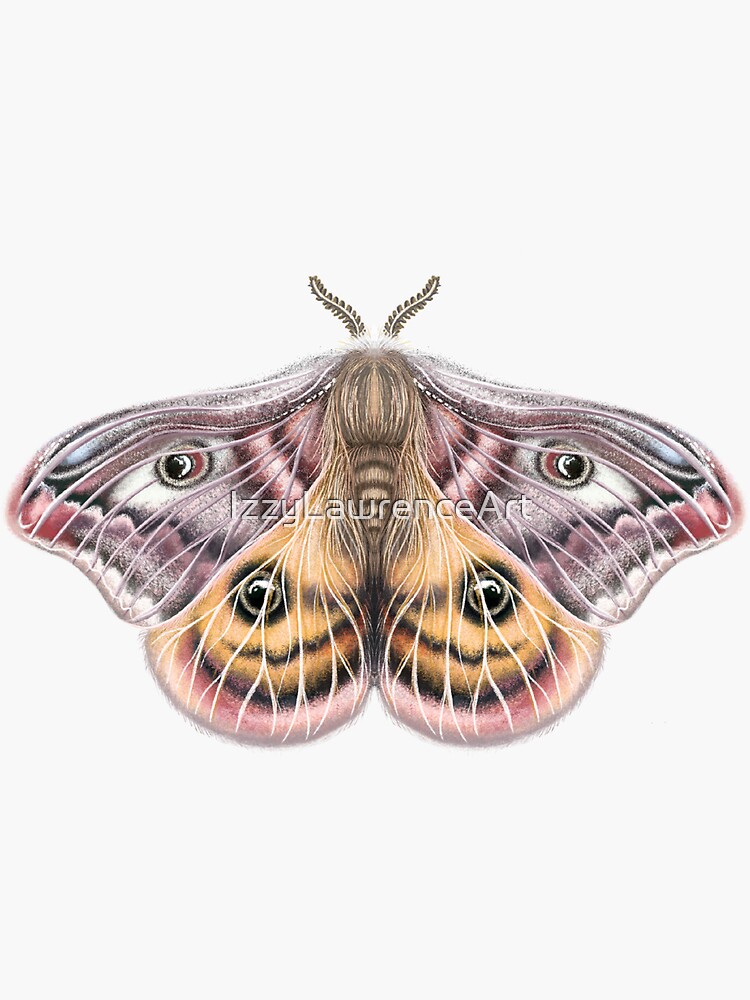 "Moth Illustration | Moth | Insect | Butterfly | Drawing | Illustration ...