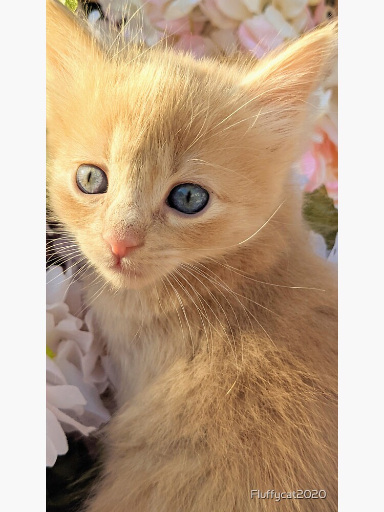 "Ginger ragdoll mainecoon baby cat" Sticker for Sale by Fluffycat2020 ...