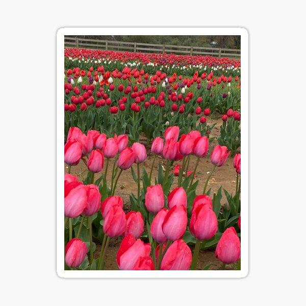 "Tulip" Sticker by BluDreamStudio | Redbubble