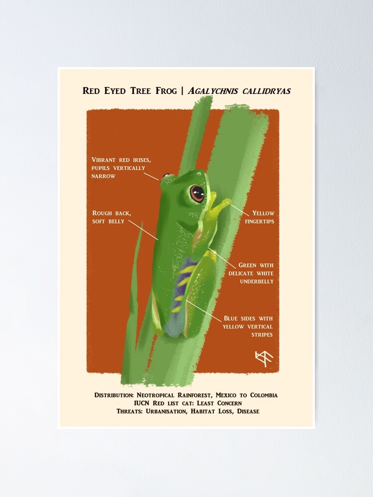 "Red Eyed Tree Frog Poster" Poster for Sale by Aquariumaniac-s | Redbubble