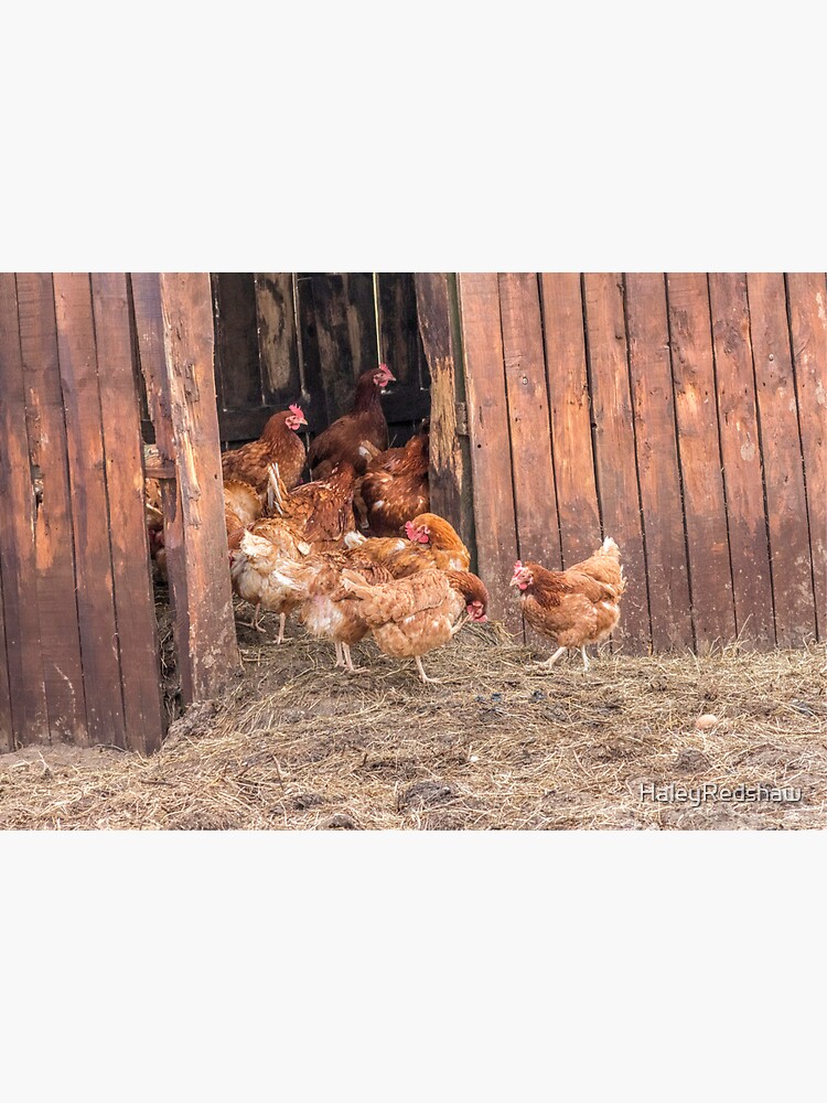 "Clucky Hens on the farm" Sticker for Sale by HaleyRedshaw | Redbubble