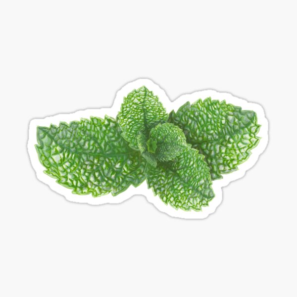 "Fresh beautiful digital mint leaves, deep green color" Sticker for ...