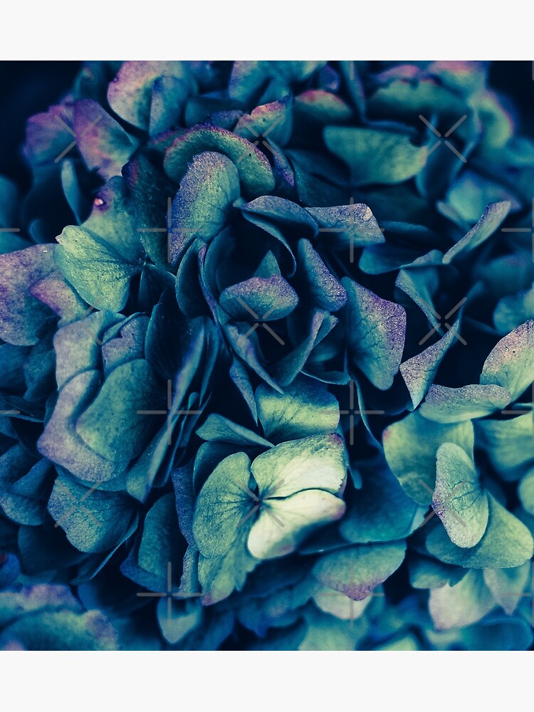 "Hydrangea poster" Poster by JD369 | Redbubble
