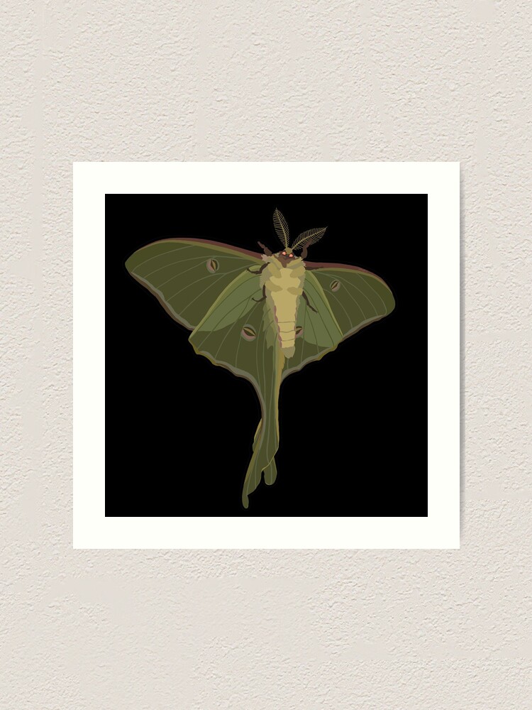 "Luna Moth - Underside with Black outline" Art Print for Sale by ...