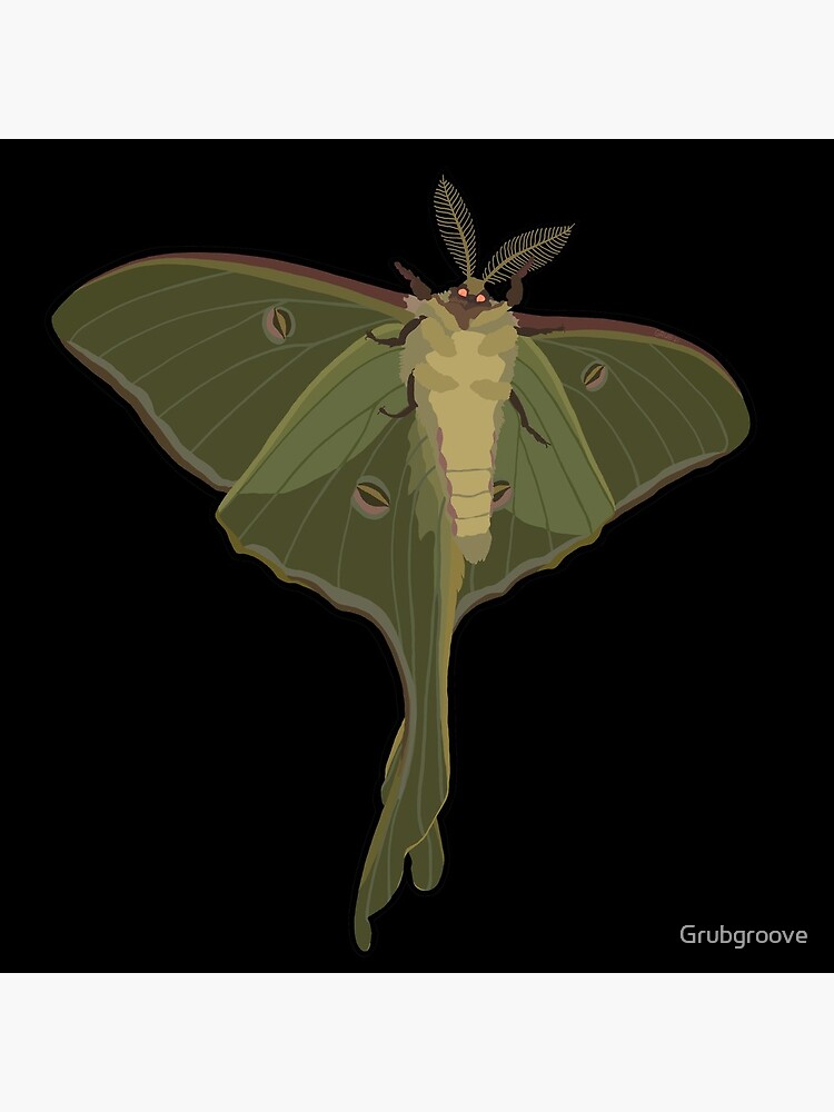 "Luna Moth - Underside with Black outline" Art Print for Sale by ...