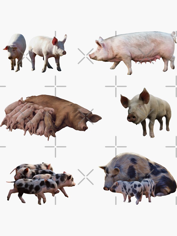 "Pig Sticker Pack" Sticker for Sale by freedomflyer | Redbubble