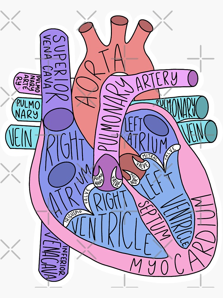 "Human anatomy of the heart " Sticker for Sale by MeggyShay11 | Redbubble