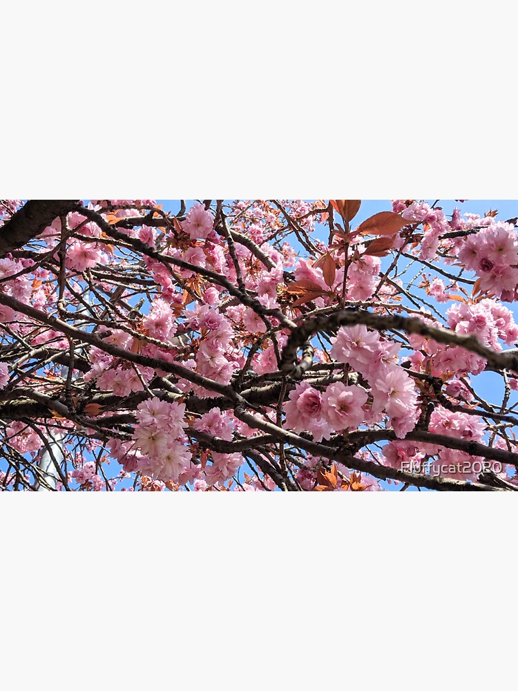 "Cherry blossom tree" Sticker for Sale by Fluffycat2020 | Redbubble