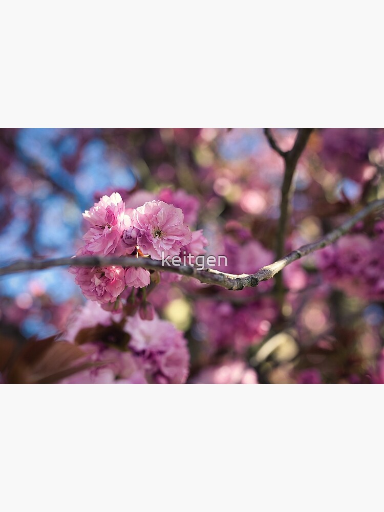 Póster «Flor de cerezo en primavera» de keitgen | Redbubble