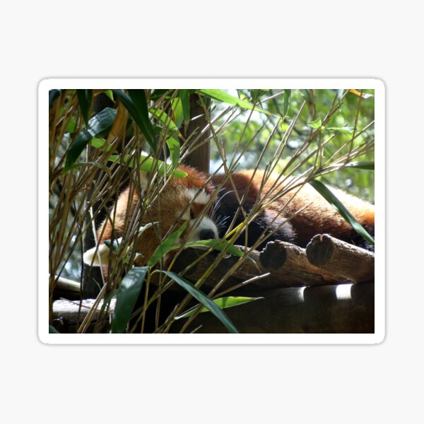 "Panda" Sticker for Sale by willy92 | Redbubble