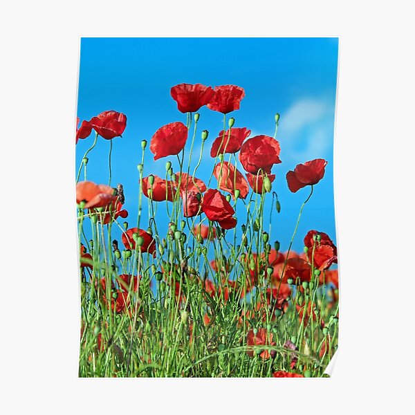 "Poppy field " Poster for Sale by allviev1960 | Redbubble