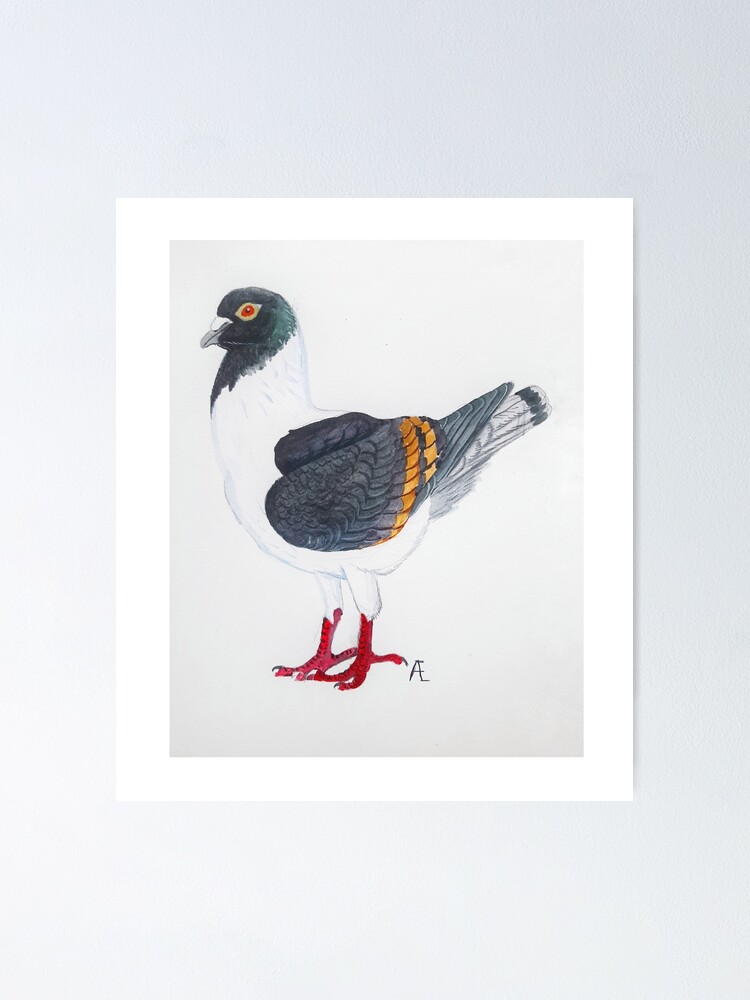"Italian modena pigeon" Poster for Sale by wildmirrorart | Redbubble