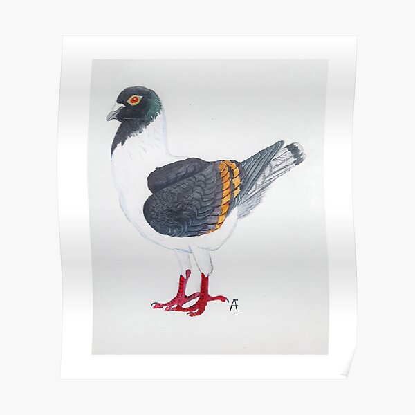 "Italian modena pigeon" Poster for Sale by wildmirrorart | Redbubble