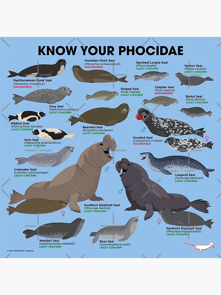 Know Your Phocidae Premium Matte Vertical Poster sold by Craig Williams ...