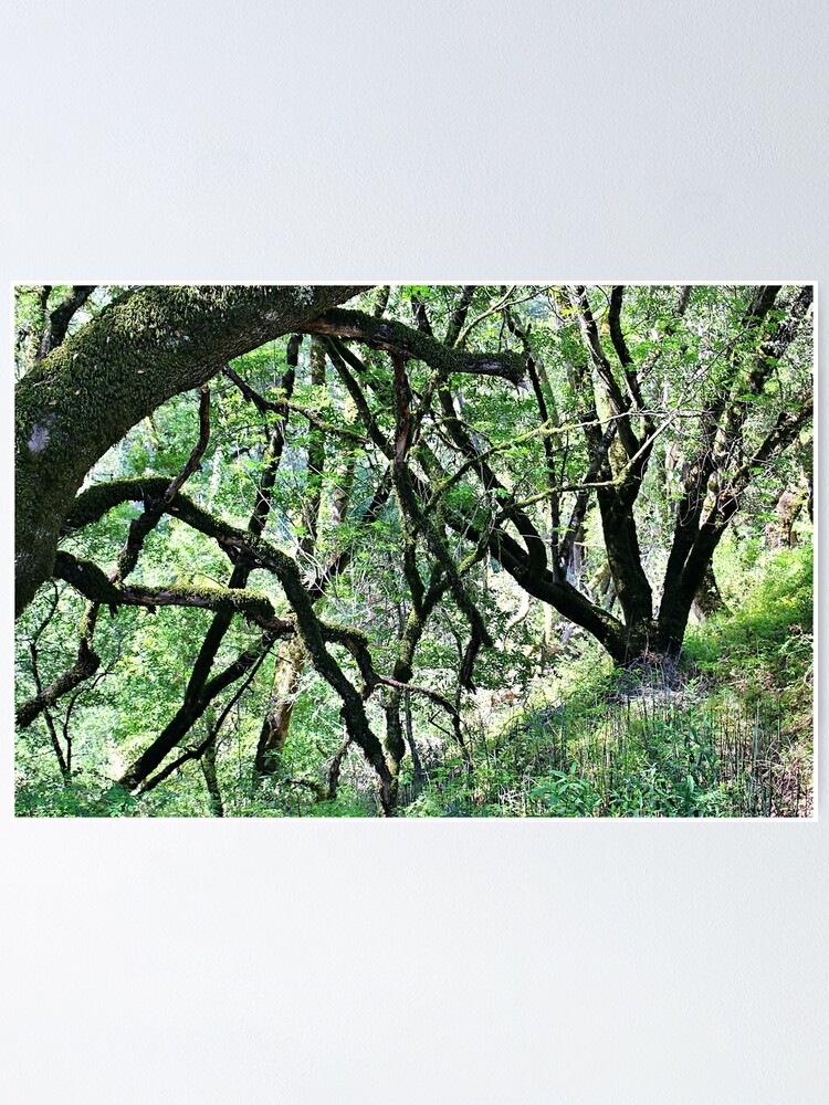 "The Dancing Oak Trees" Poster by marthahs | Redbubble
