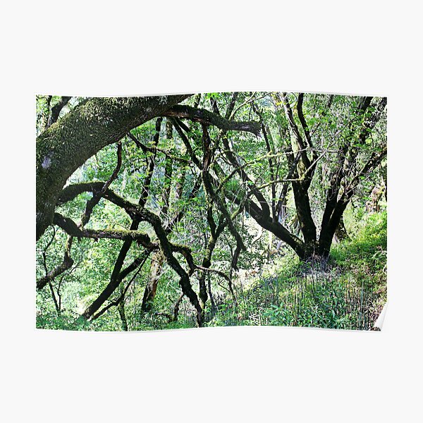 "The Dancing Oak Trees" Poster by marthahs | Redbubble