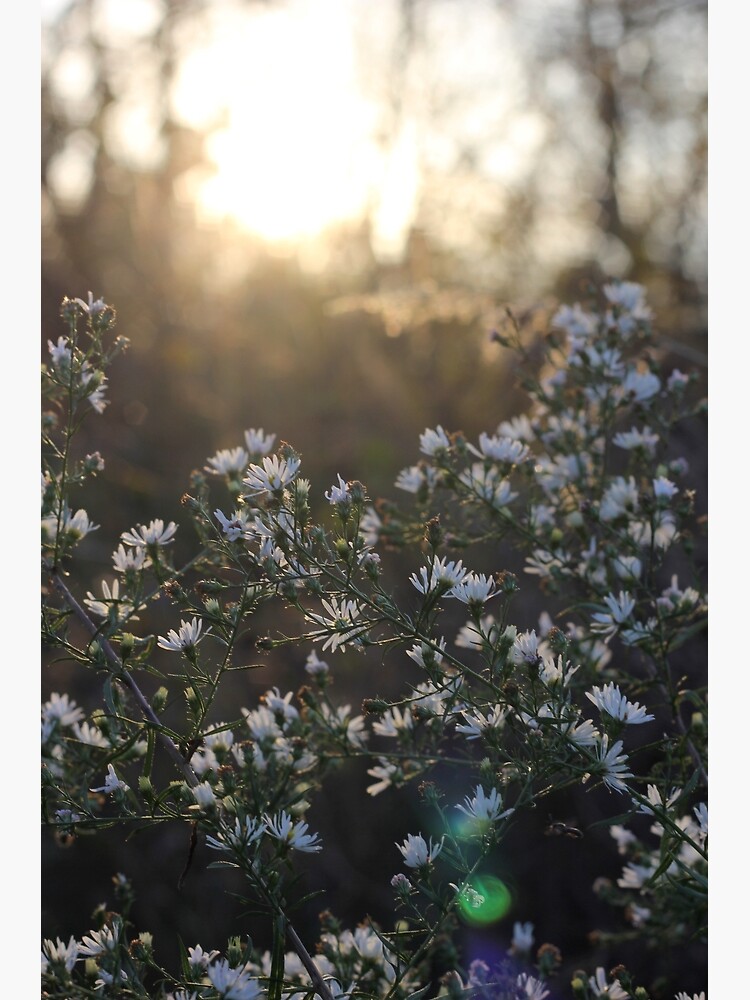 "Spring Vibe Flower" Poster for Sale by Feedceleb | Redbubble
