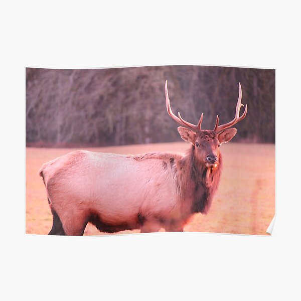 "Close Up Elk" Poster for Sale by BreeBrootal | Redbubble
