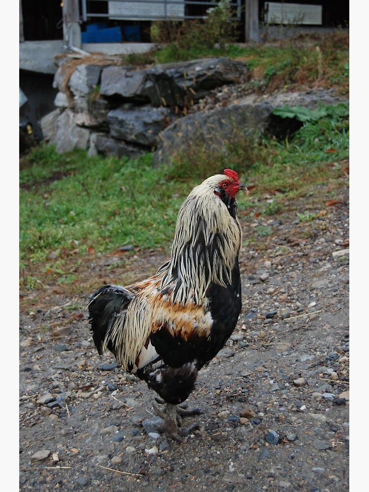 "Majestic Chicken Photograph" Art Print by nectomanticarts | Redbubble
