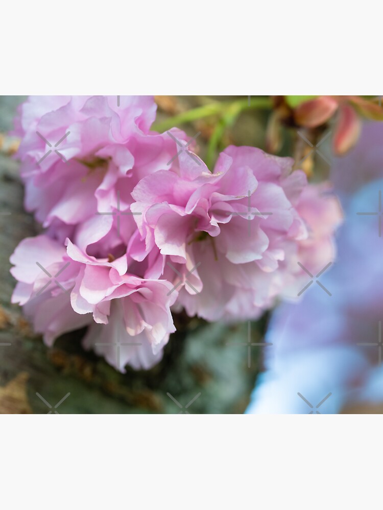 "Ruffles" Sticker by akiobsession | Redbubble