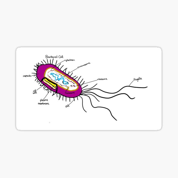 "Bacterial Cell" Sticker for Sale by Sofie7672 | Redbubble