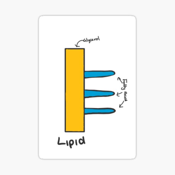 "lipid molecule" Sticker for Sale by Sofie7672 | Redbubble