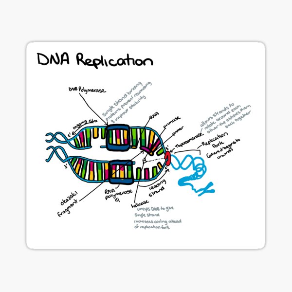 "DNA replication" Sticker for Sale by Sofie7672 | Redbubble