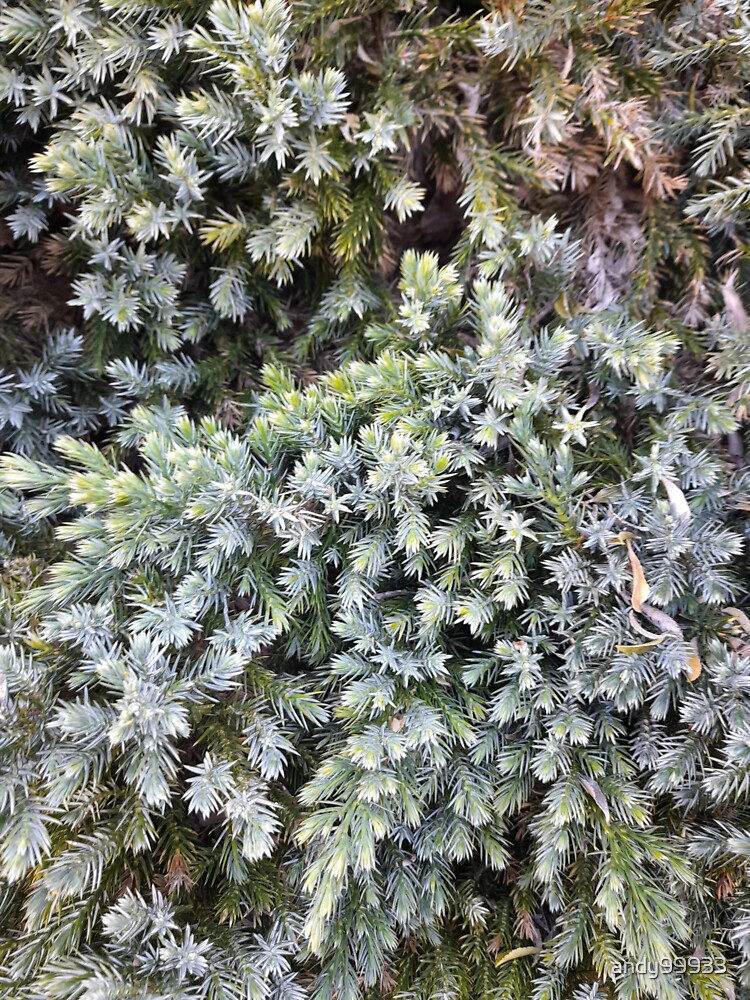 "Spikey bush" Sticker by andy99933 | Redbubble