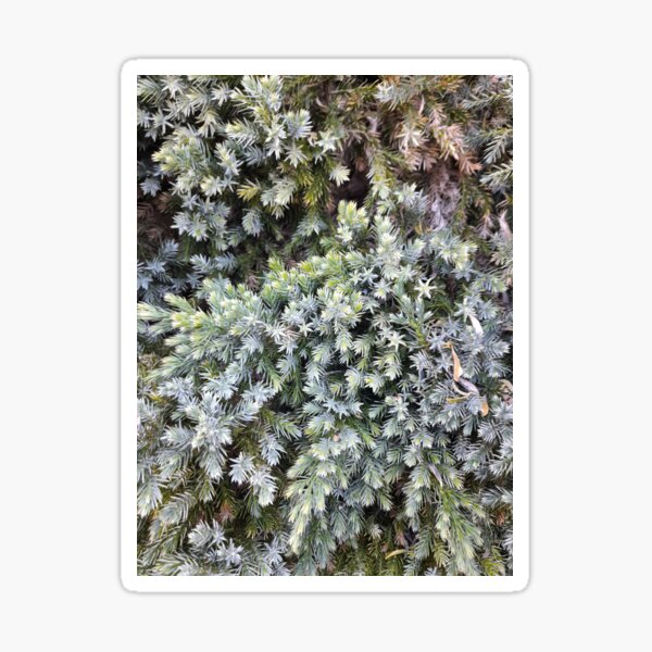 "Spikey bush" Sticker by andy99933 | Redbubble