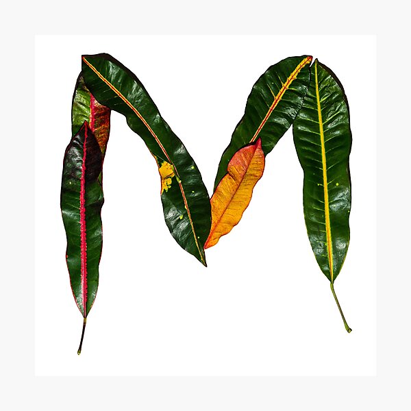 Lámina fotográfica «La letra M - hecha de hojas» de StudioKhechari ...