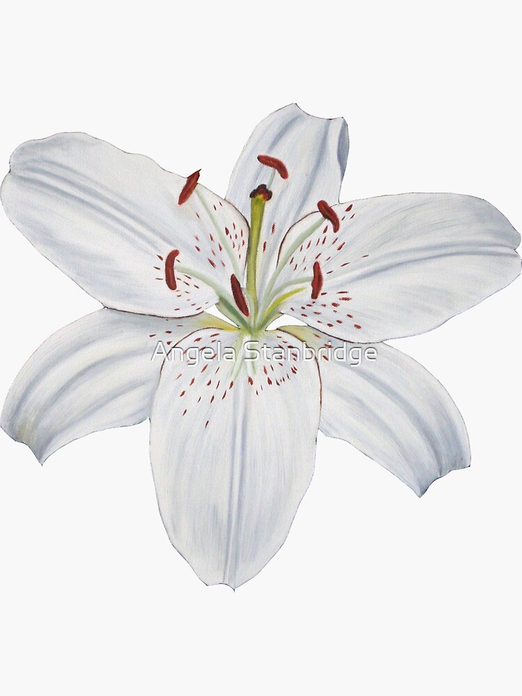 "White Lily" Sticker for Sale by astanbridge | Redbubble