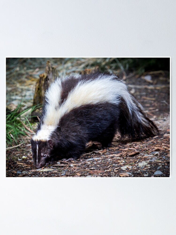 "Skunk" Poster for Sale by RandyHume | Redbubble
