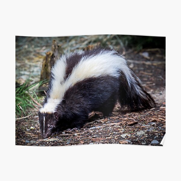"Skunk" Poster for Sale by RandyHume | Redbubble