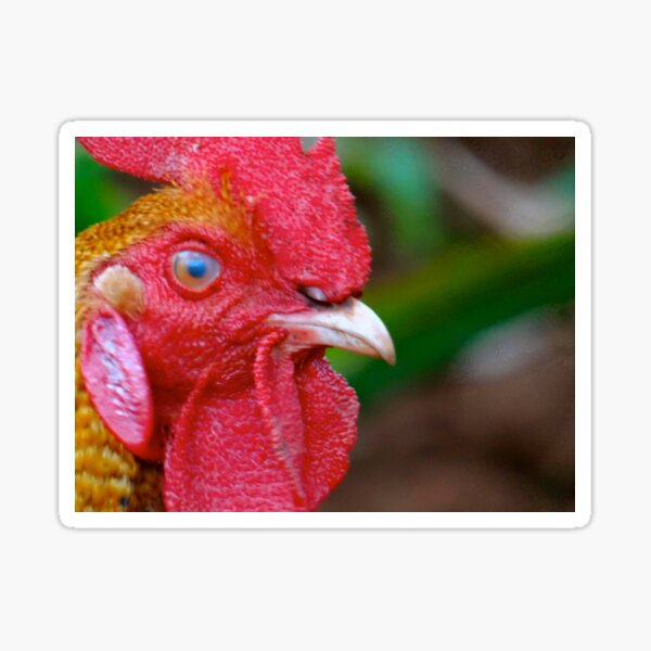 "Cockerel rooster with milky eye" Sticker for Sale by exploramum ...