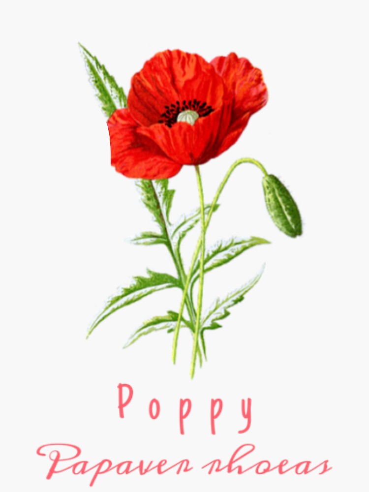 "Poppy and Scientific Name" Sticker for Sale by annahlikefrozen | Redbubble