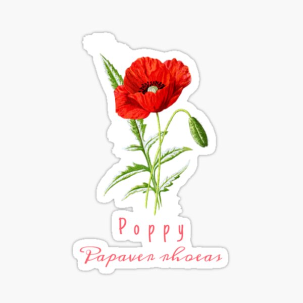 "Poppy and Scientific Name" Sticker for Sale by annahlikefrozen | Redbubble