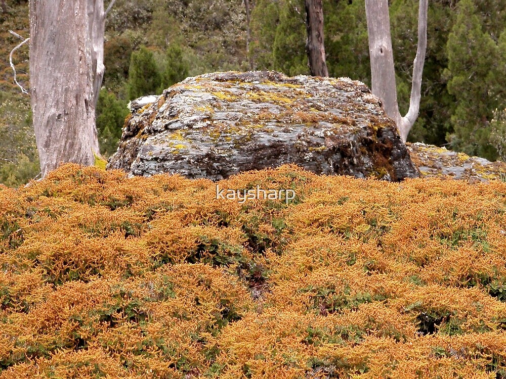 "Alpine Coral Fern, Cradle Mountain, Tasmania, Australia." by kaysharp ...