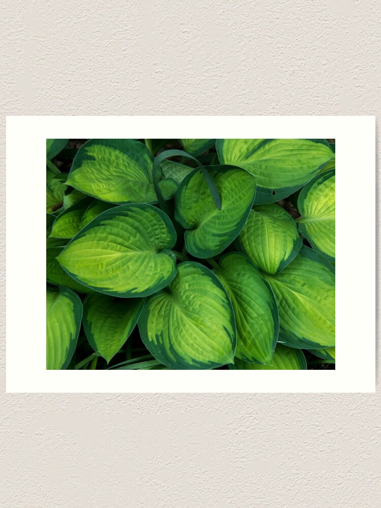 "Hosta" Art Print by joesaladino | Redbubble