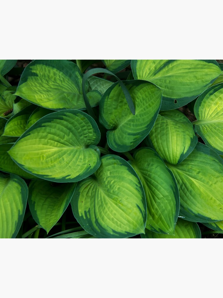"Hosta" Sticker for Sale by Joe Saladino | Redbubble