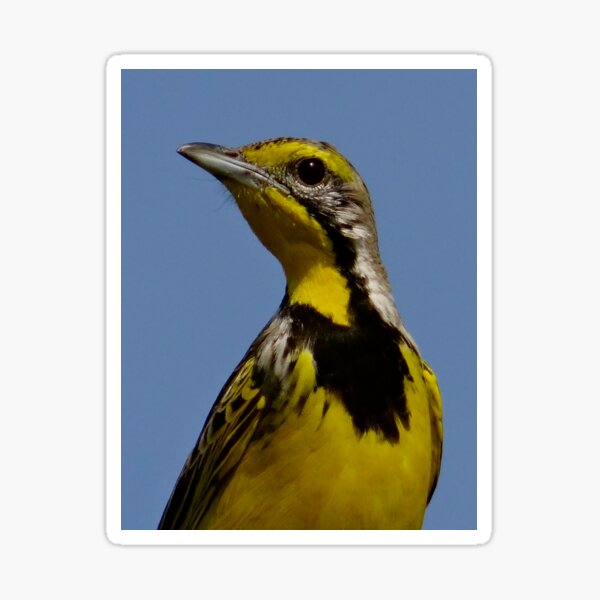 "Hairy Chin" Sticker for Sale by exploramum | Redbubble